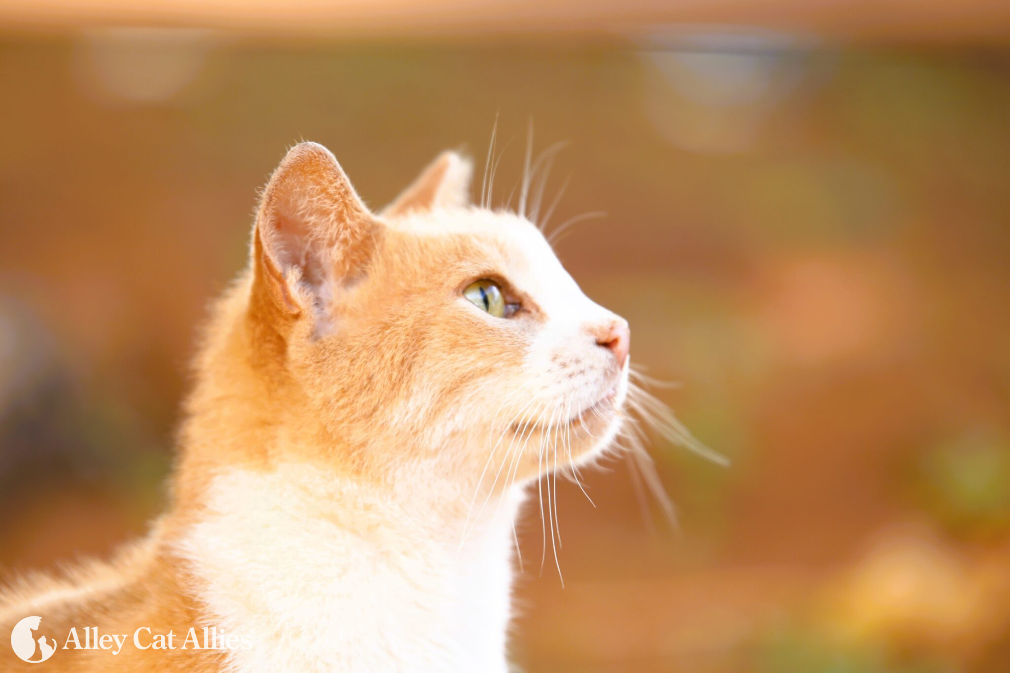 MAUI UPDATE: Emergency Surgery for Lucky and More Lifesaving Aid ...