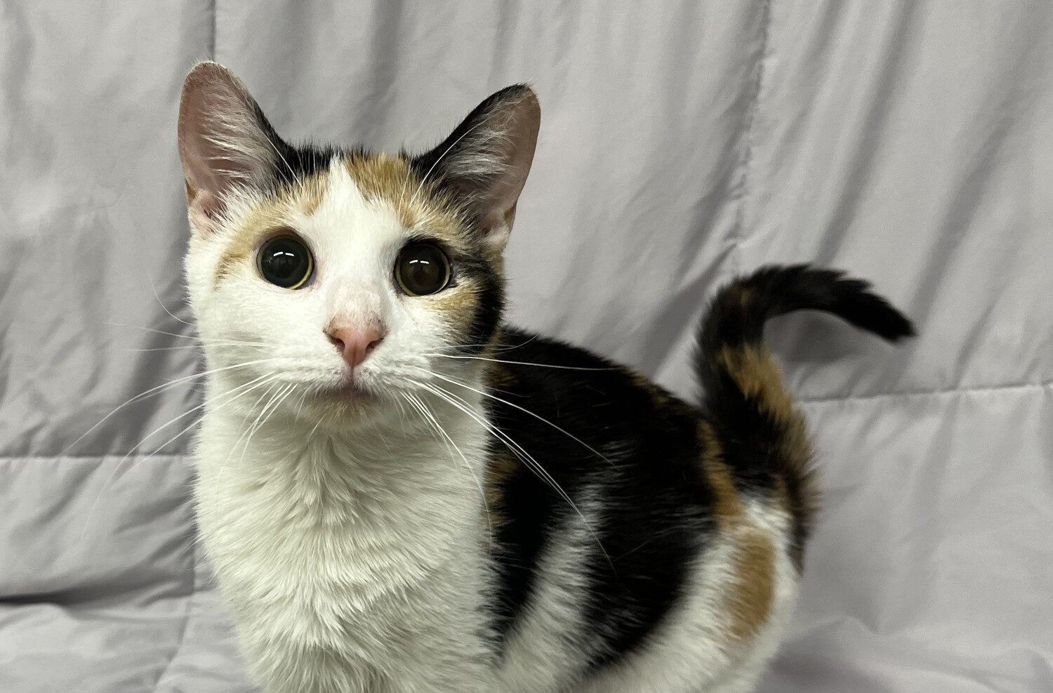 23 Ways We Worked for Cats in 2023
