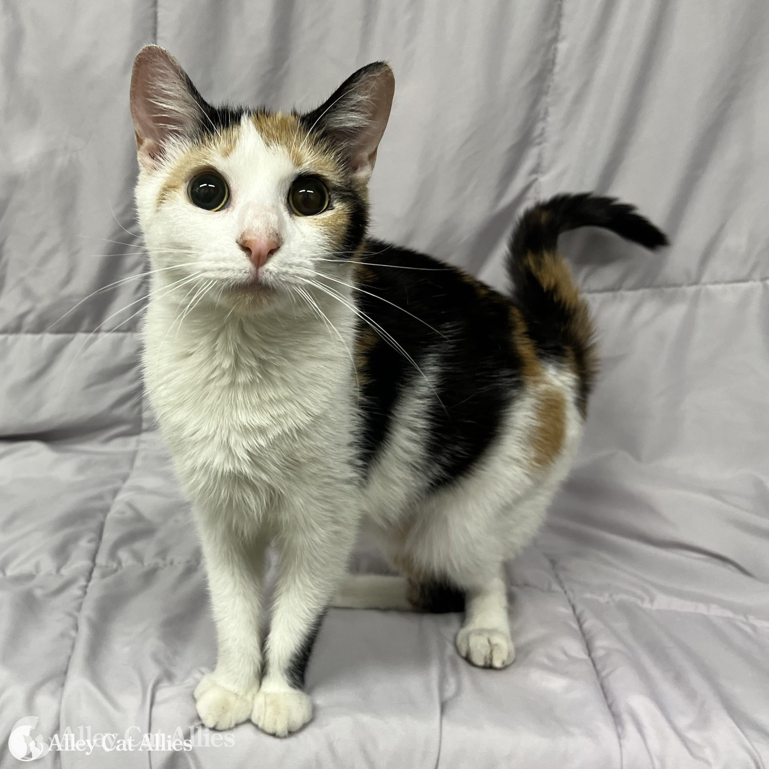 Luna Lands in a Loving Home + More Lifesaving Updates | Alley Cat Allies