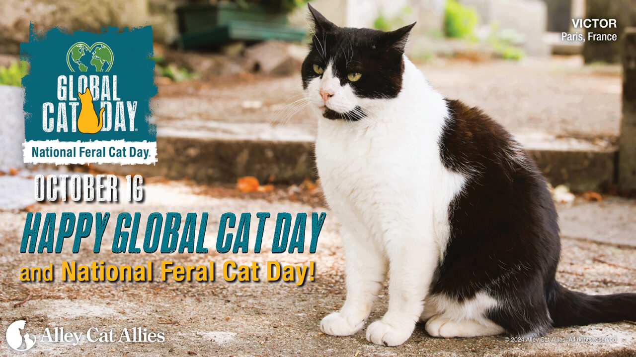 Happy Global Cat Day® and National Feral Cat Day®! | Alley Cat Allies