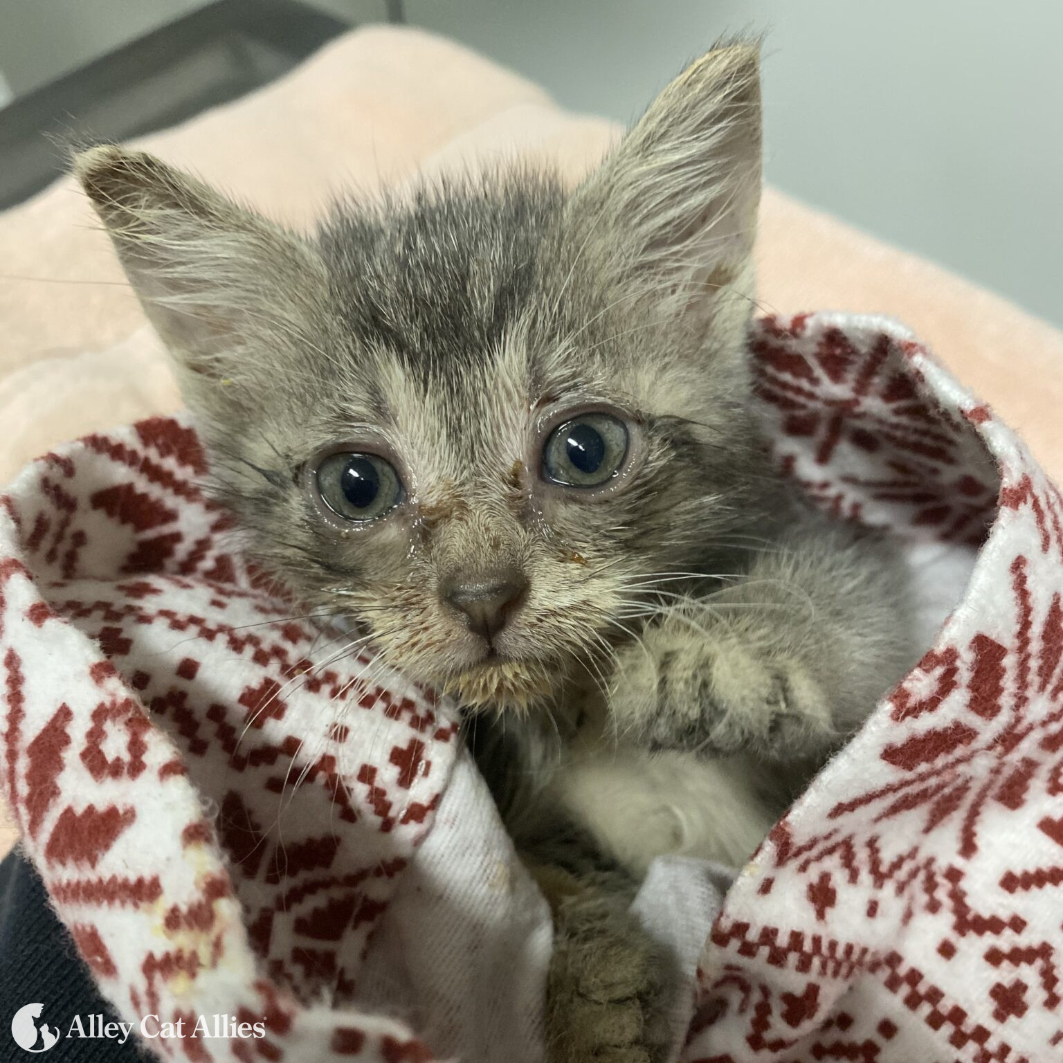 Protecting Cayman Islands Cats, Saving Terra the Kitten, and More ...