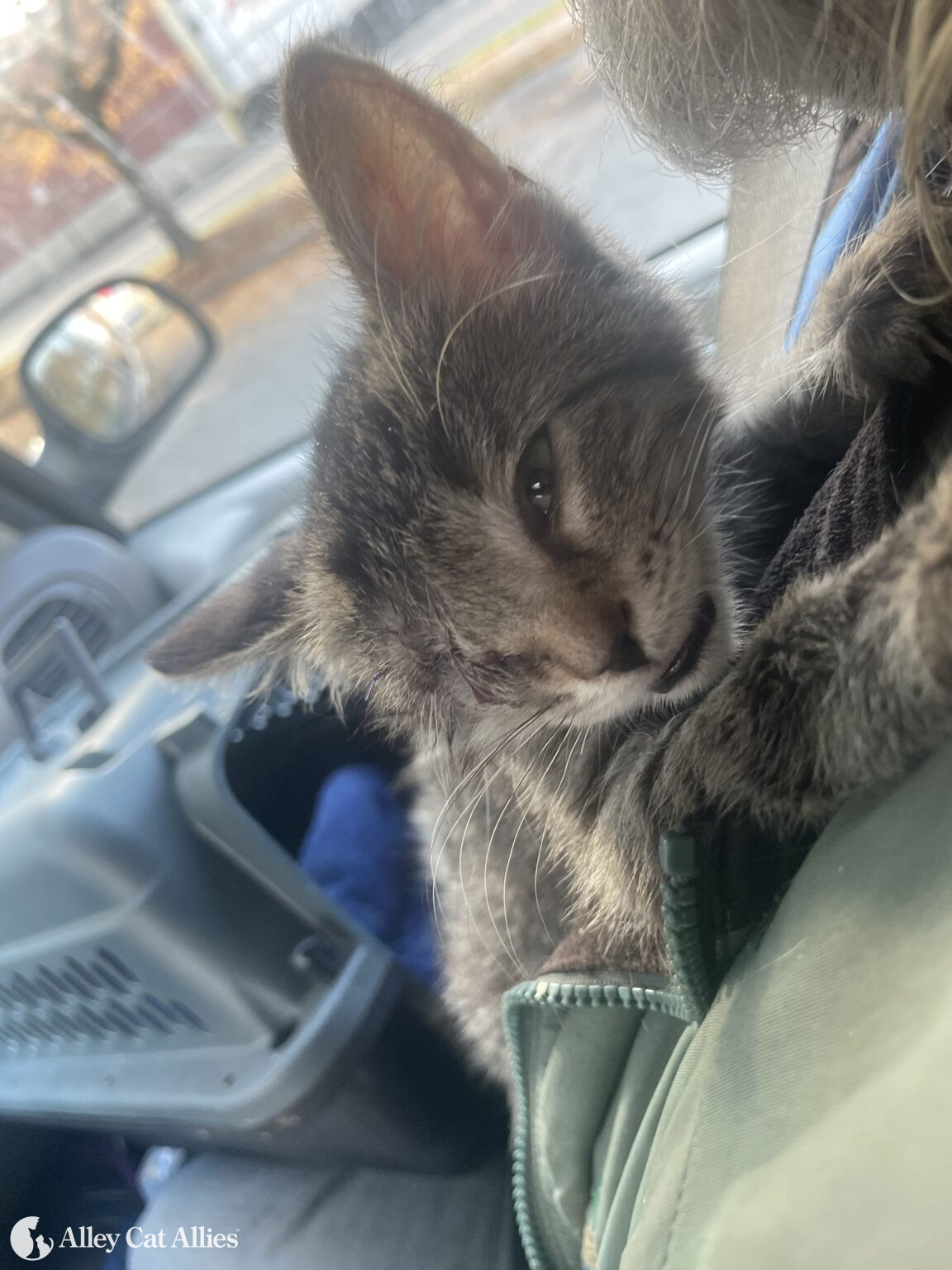 Defending a Cat Caregiver Issued $1000 Fine, Saving Jet the Kitten, and ...