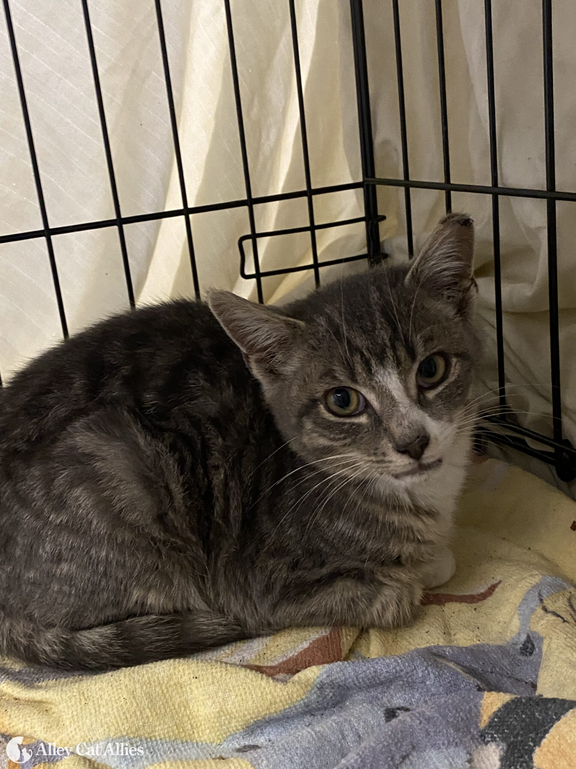 1000 Cats Spayed or Neutered in Atlantic County, Thanksgiving Safety ...