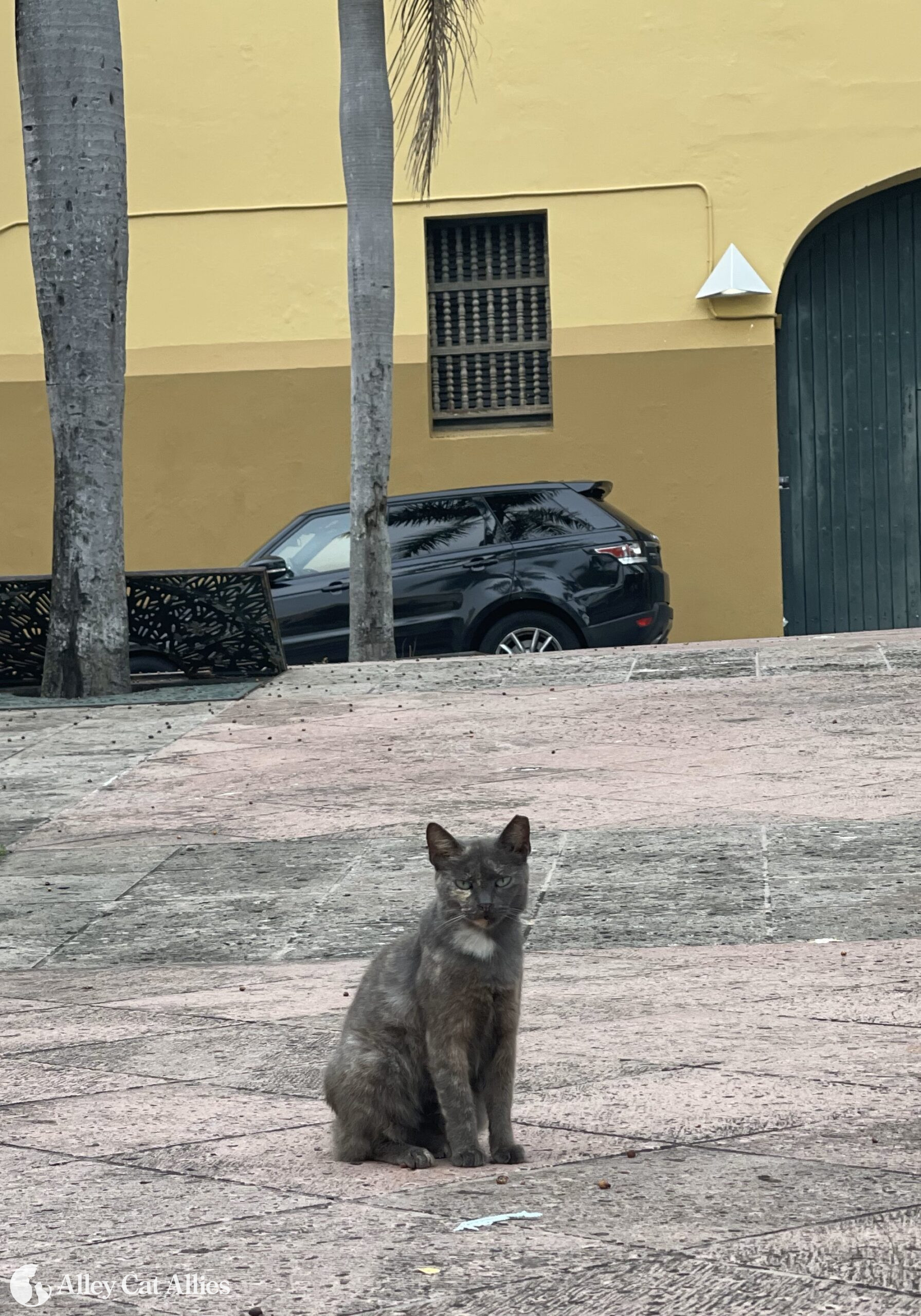 Alley Cat Allies is Strategizing to Save Puerto Rico Cats | Alley Cat ...
