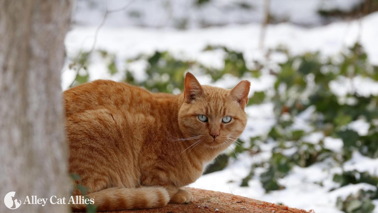 Winter Weather Tips for Feral, Outdoor & Stray Cats | Alley Cat Allies