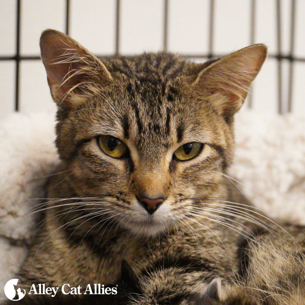 You Saved Their Lives: Kitten Edition | Alley Cat Allies