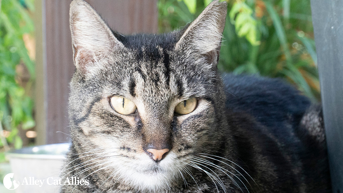 Alley Cat Allies Expands Lifesaving Action for Cats on the Cayman ...