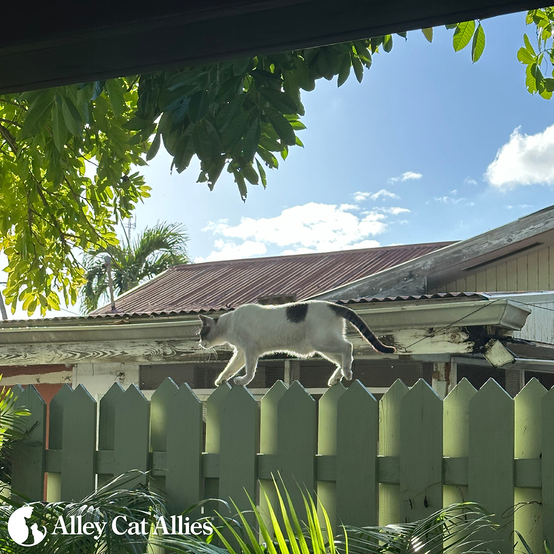Alley Cat Allies Expands Lifesaving Action for Cats on the Cayman ...