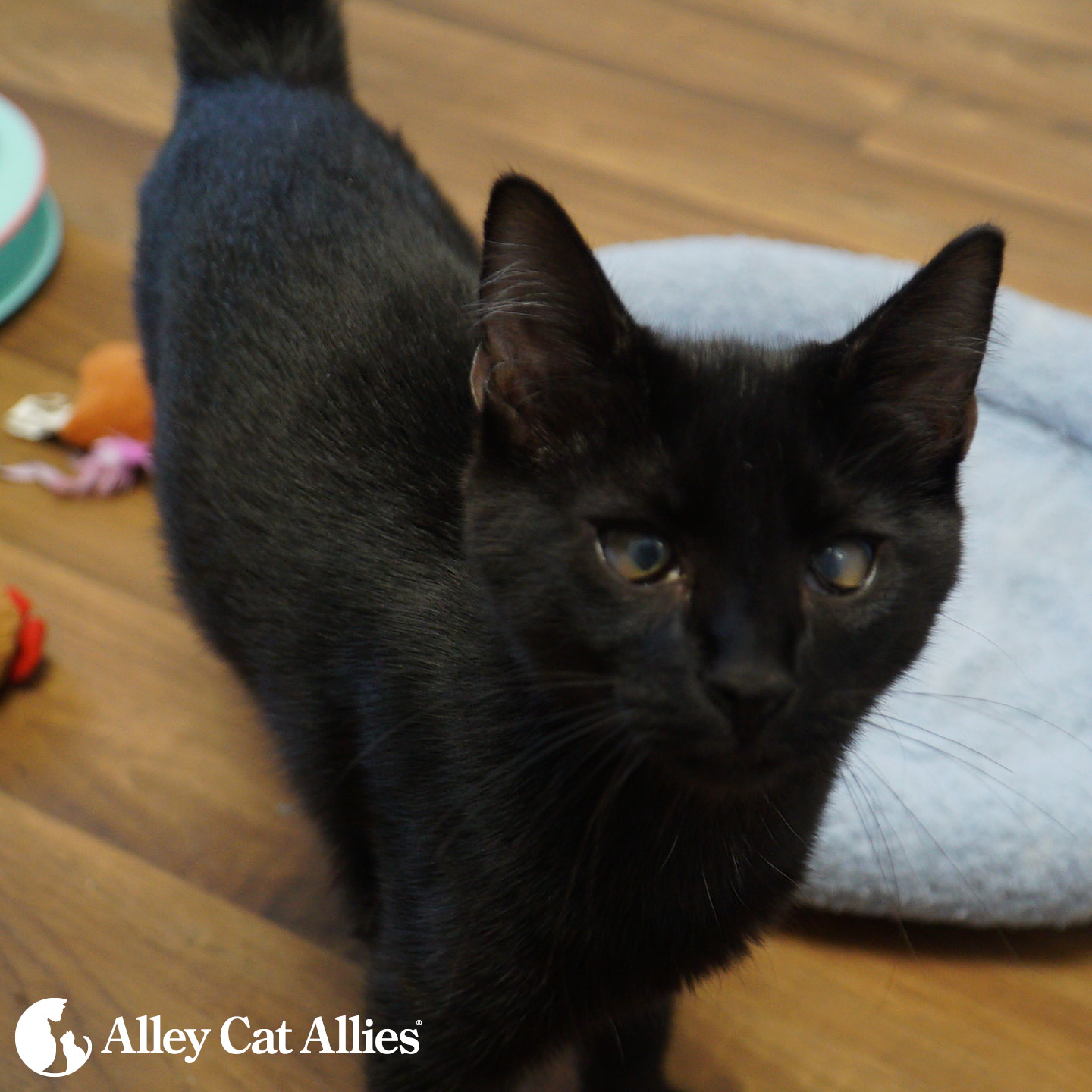 You Saved Their Lives: Kitten Edition | Alley Cat Allies