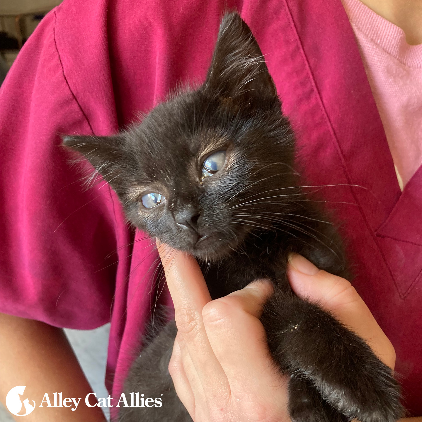 You Saved Their Lives: Kitten Edition | Alley Cat Allies