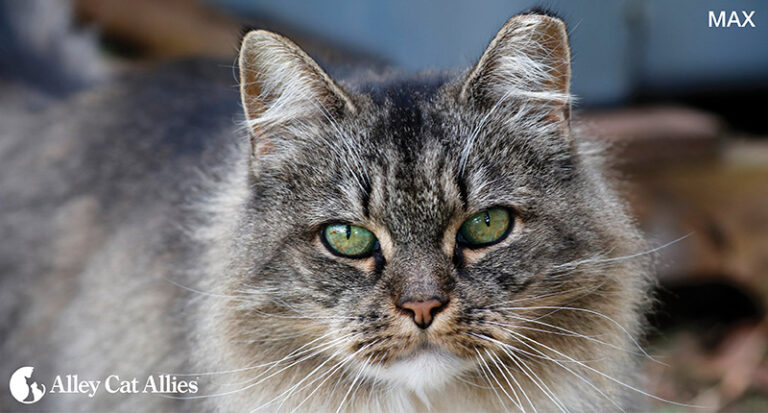 Alley Cat Allies Helps Granite Shoals Adopt Lifesaving Trap-Neuter ...