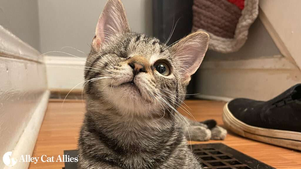 You Saved Their Lives: Kitten Edition | Alley Cat Allies