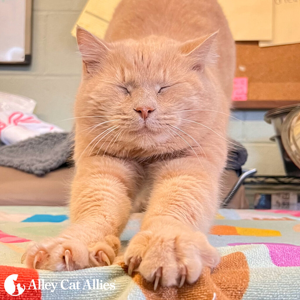 Alley Cat Allies is Back in Puerto Rico to Protect Cats and More ...