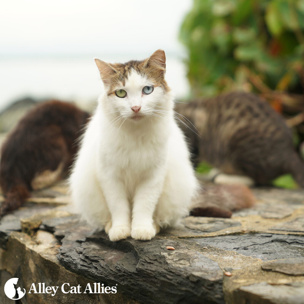 Alley Cat Allies' fight to save the Paseo del Morro cats from the NPS ...