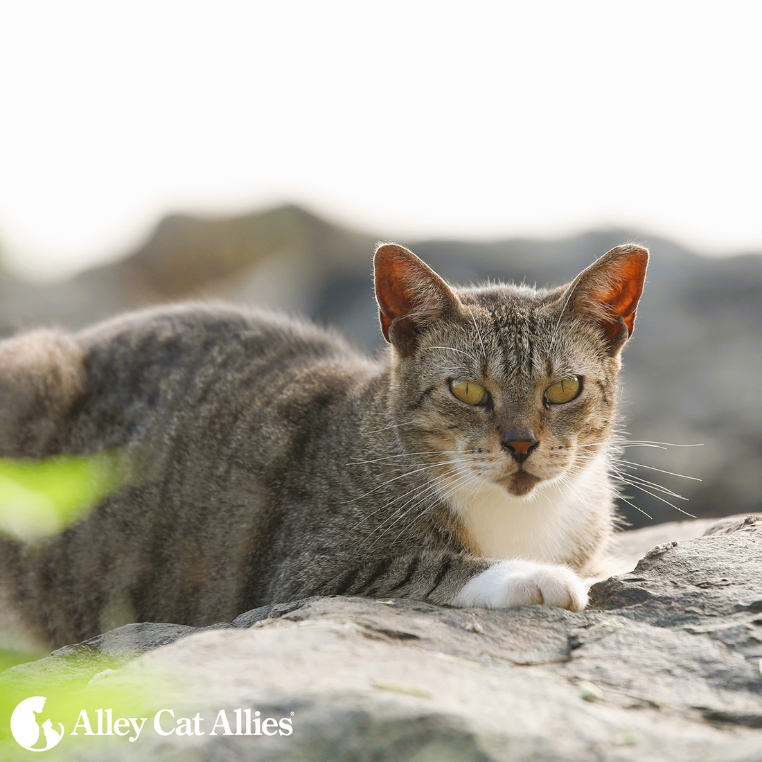 Alley Cat Allies is Back in Puerto Rico to Protect Cats and More ...