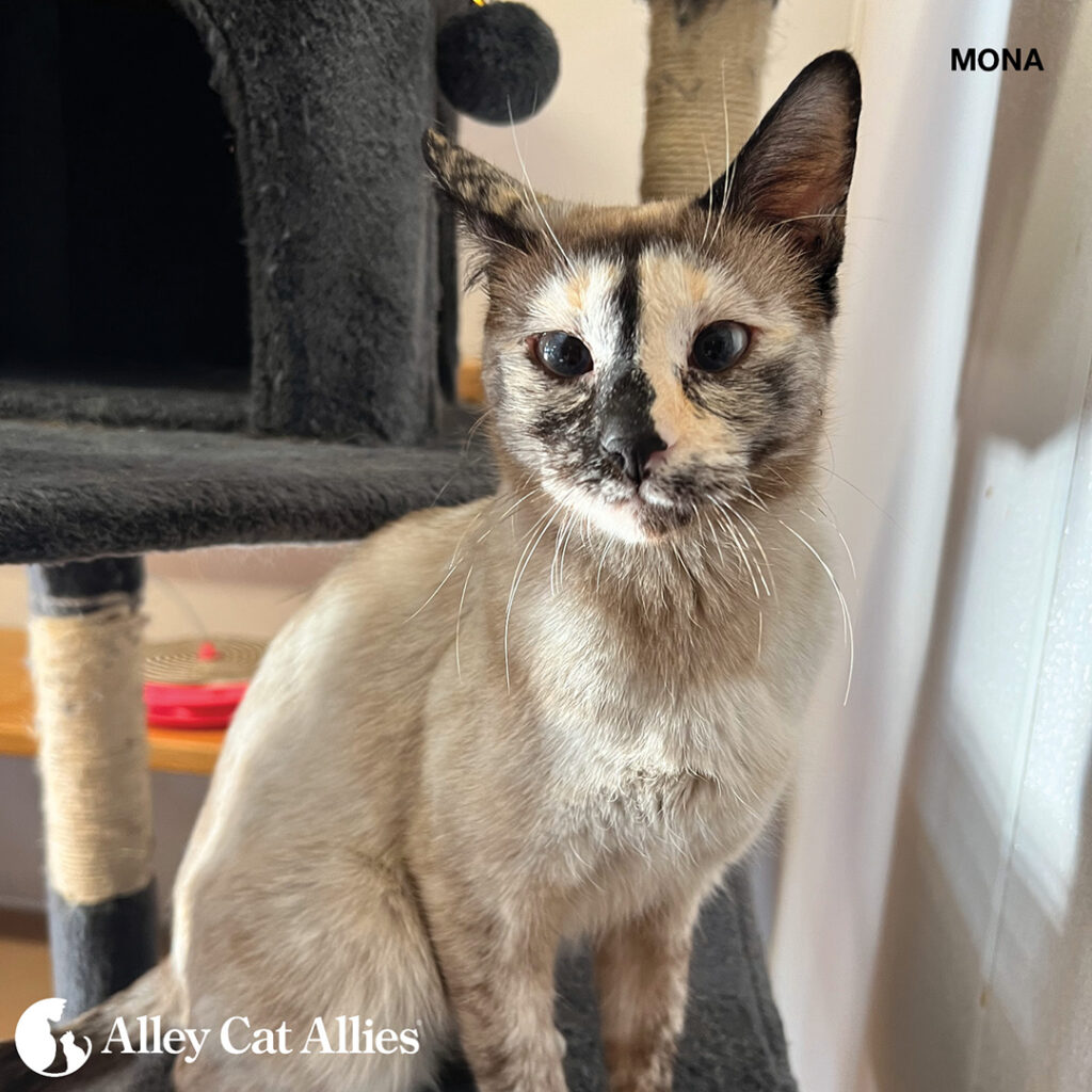 Rushing Critical Care and Supplies to Cats Impacted by Texas Fires ...