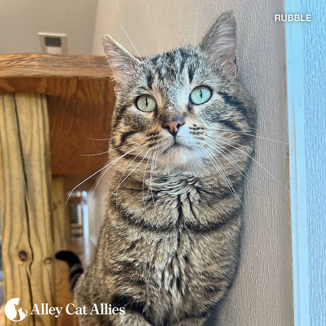 Rushing Critical Care and Supplies to Cats Impacted by Texas Fires ...