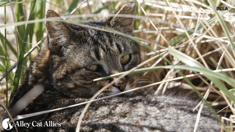 Alley Cat Allies Trains Veterinarians and Students in Saint Kitts on ...