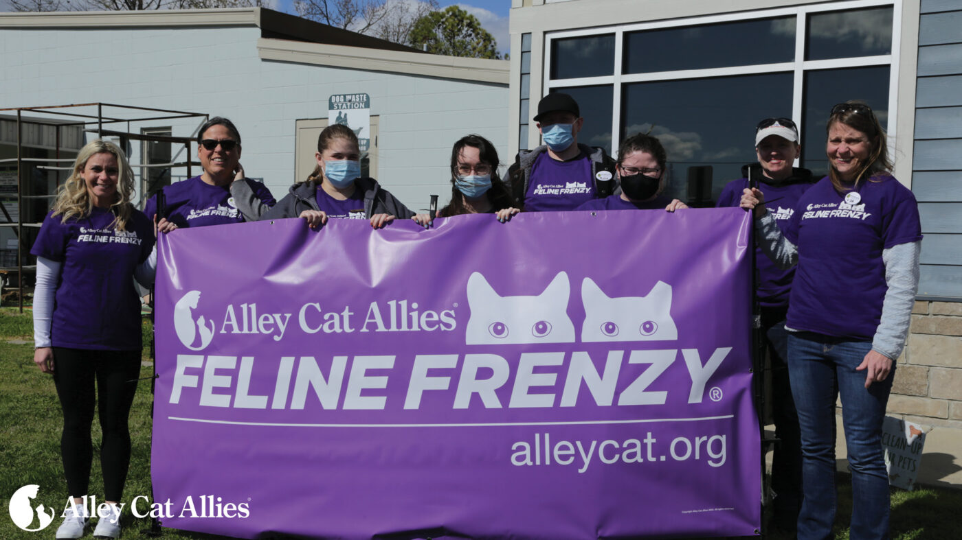 Feline Frenzy® Reaches 100 Cats, Plus Hundreds More to Come, in ...