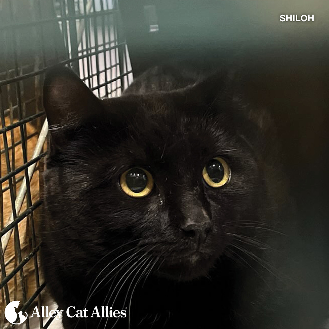 Feline Frenzy® Reaches 100 Cats, Plus Hundreds More to Come, in ...