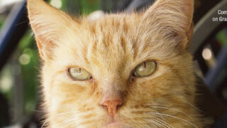 Protecting Cayman Islands Community Cats from Lethal Control | Alley ...