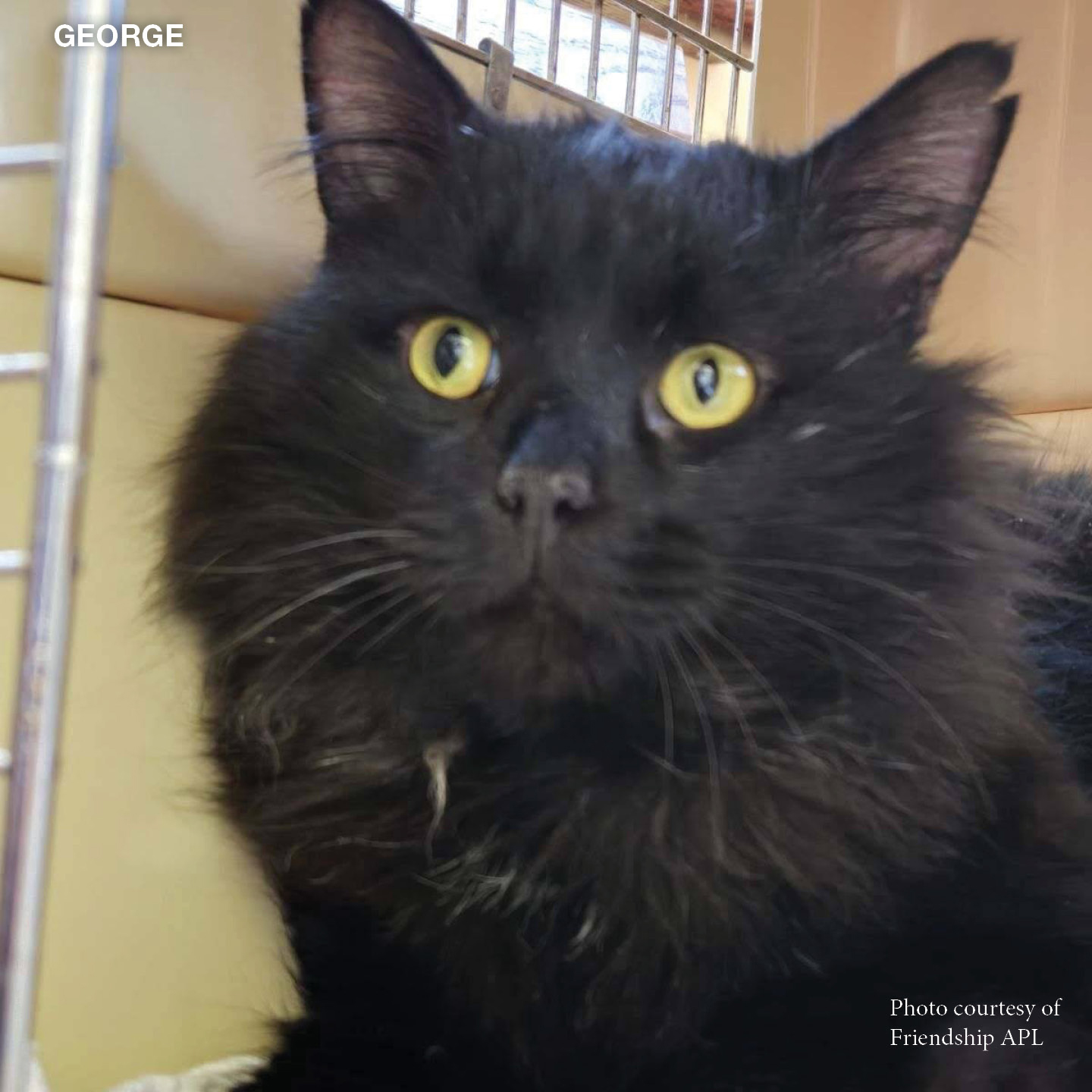 Alley Cat Allies Offers $5,000 Reward in Ohio Cat Shooting Case | Alley ...