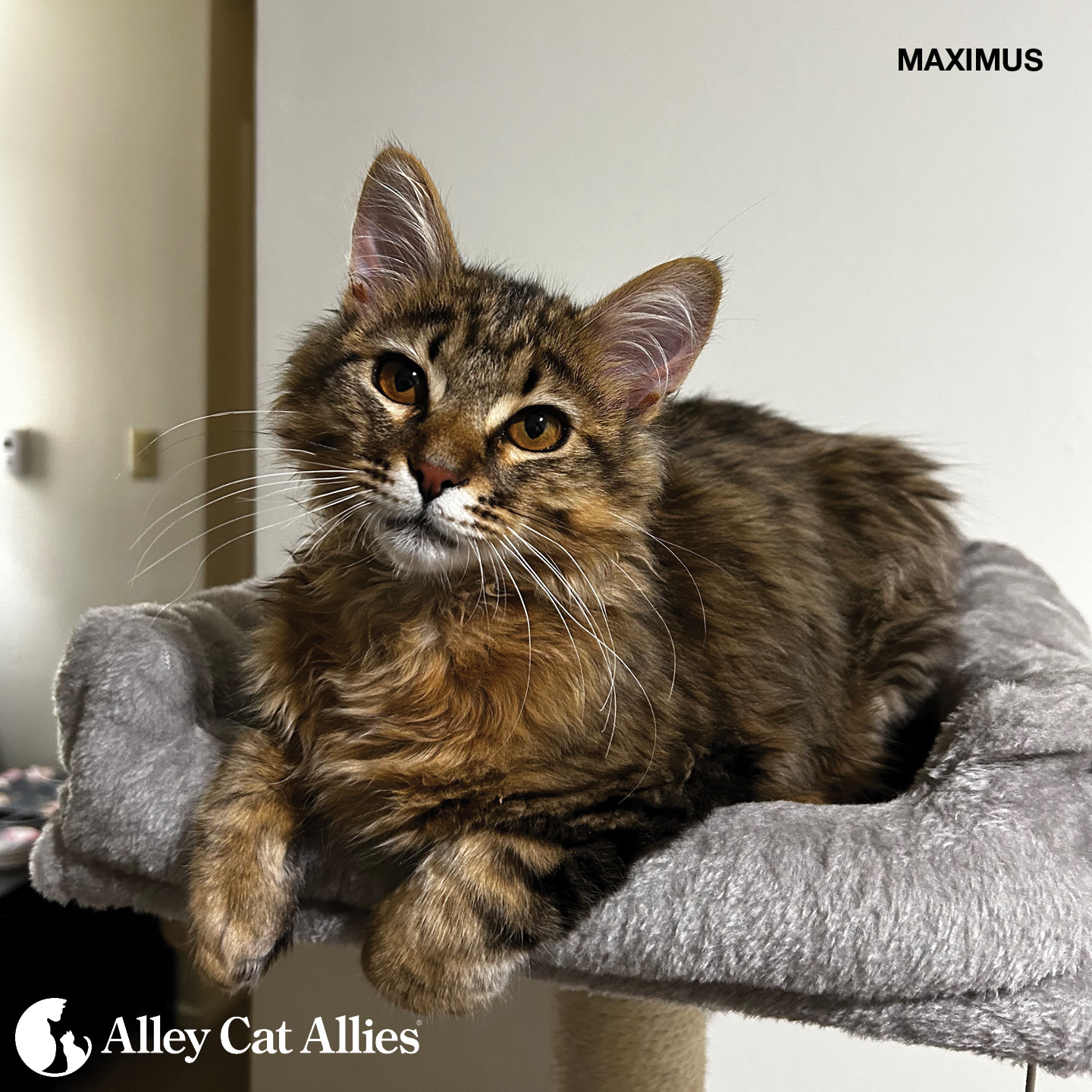 Maximus Has a Bright Future Ahead After Unique, Lifesaving Surgery ...