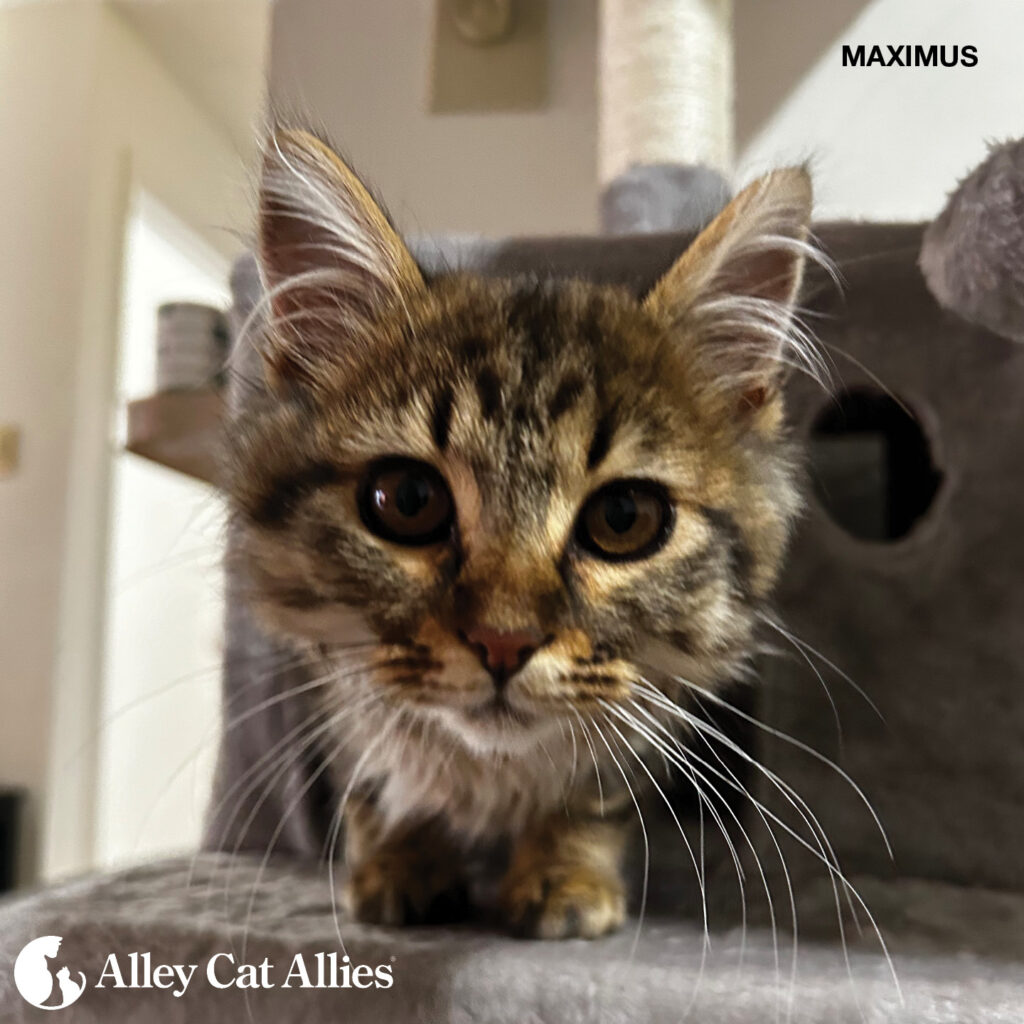 Maximus Has a Bright Future Ahead After Unique, Lifesaving Surgery ...
