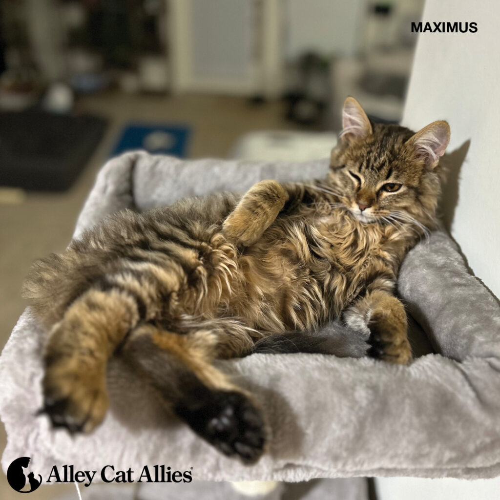 Maximus Has a Bright Future Ahead After Unique, Lifesaving Surgery ...