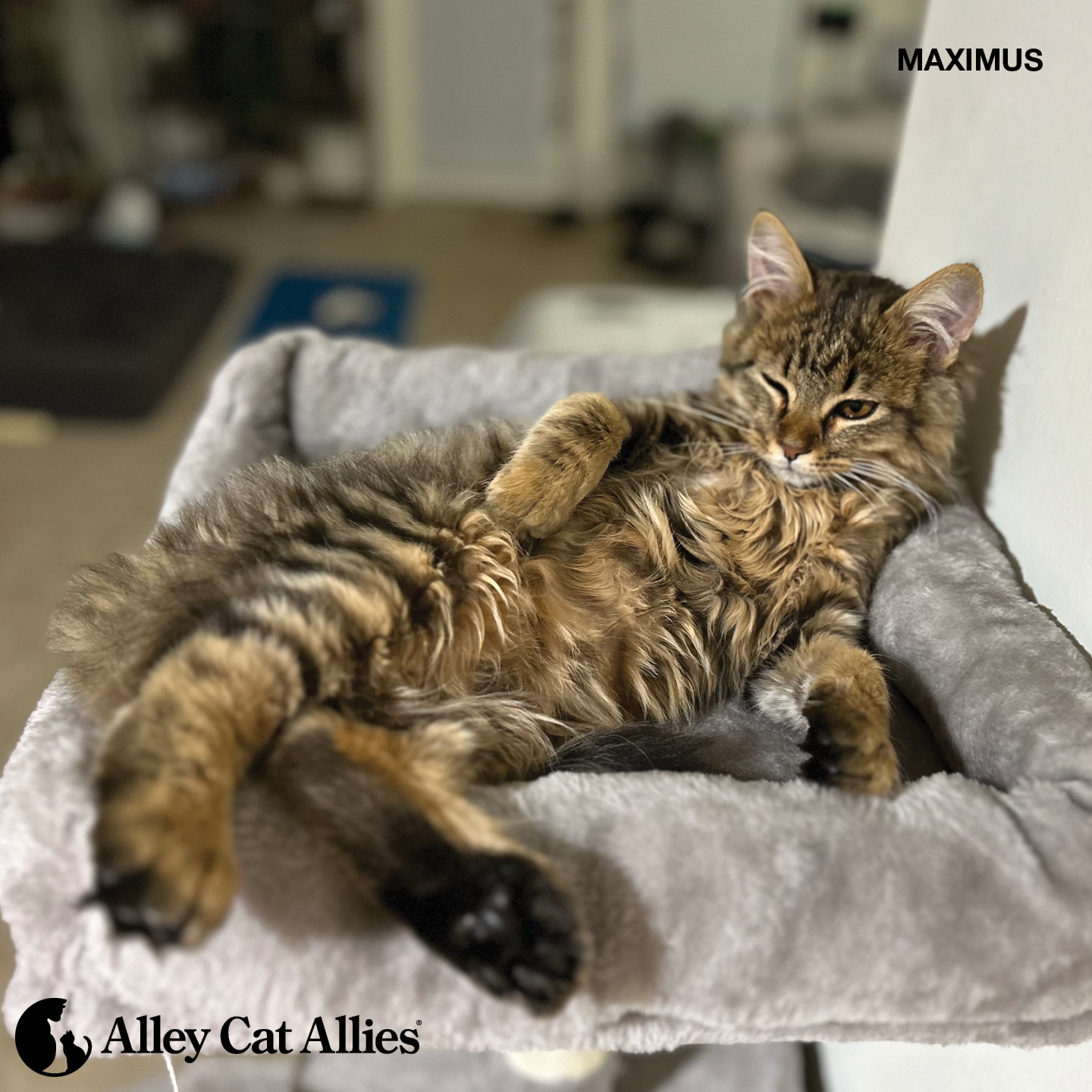 Maximus Has a Bright Future Ahead After Unique, Lifesaving Surgery ...