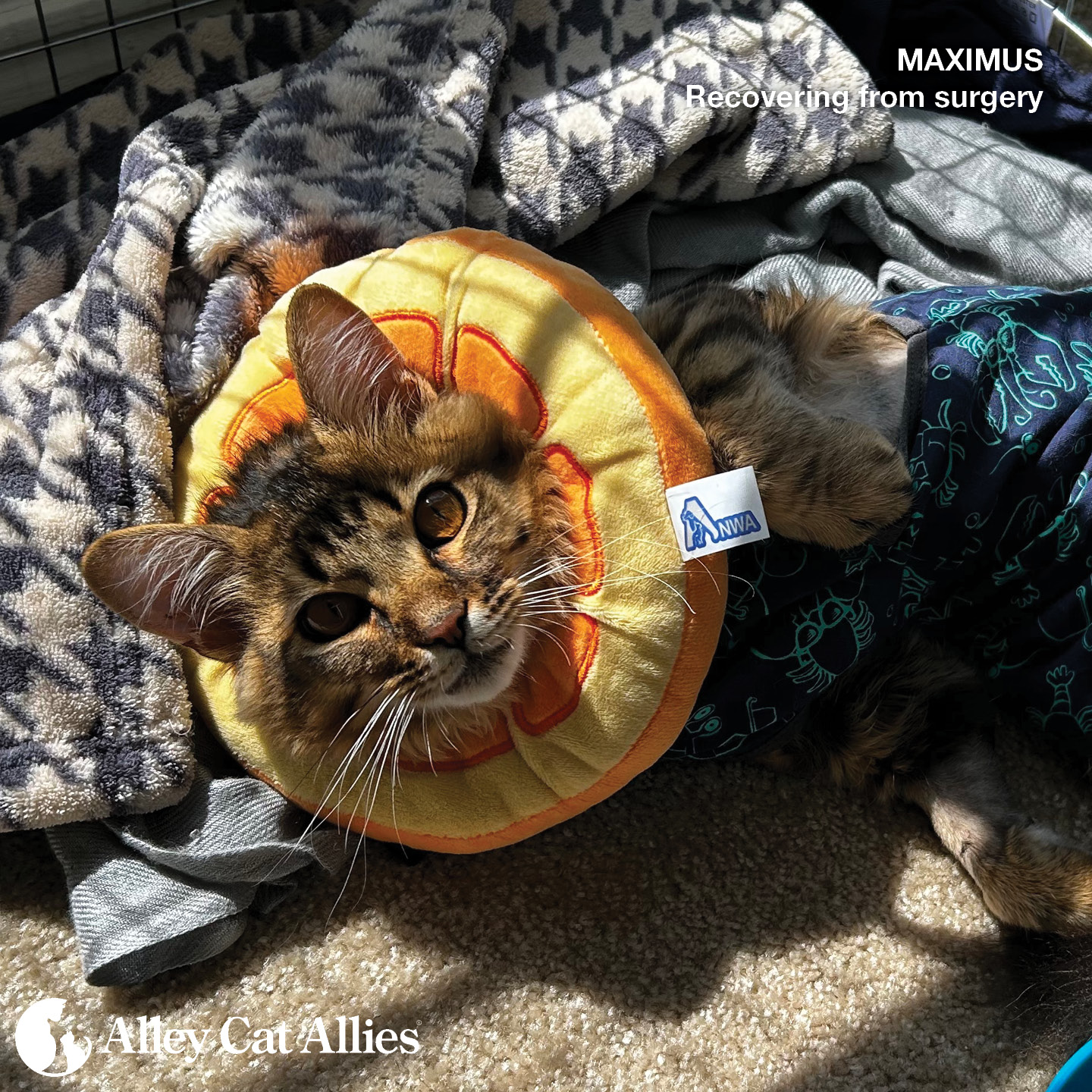 Maximus Has a Bright Future Ahead After Unique, Lifesaving Surgery ...
