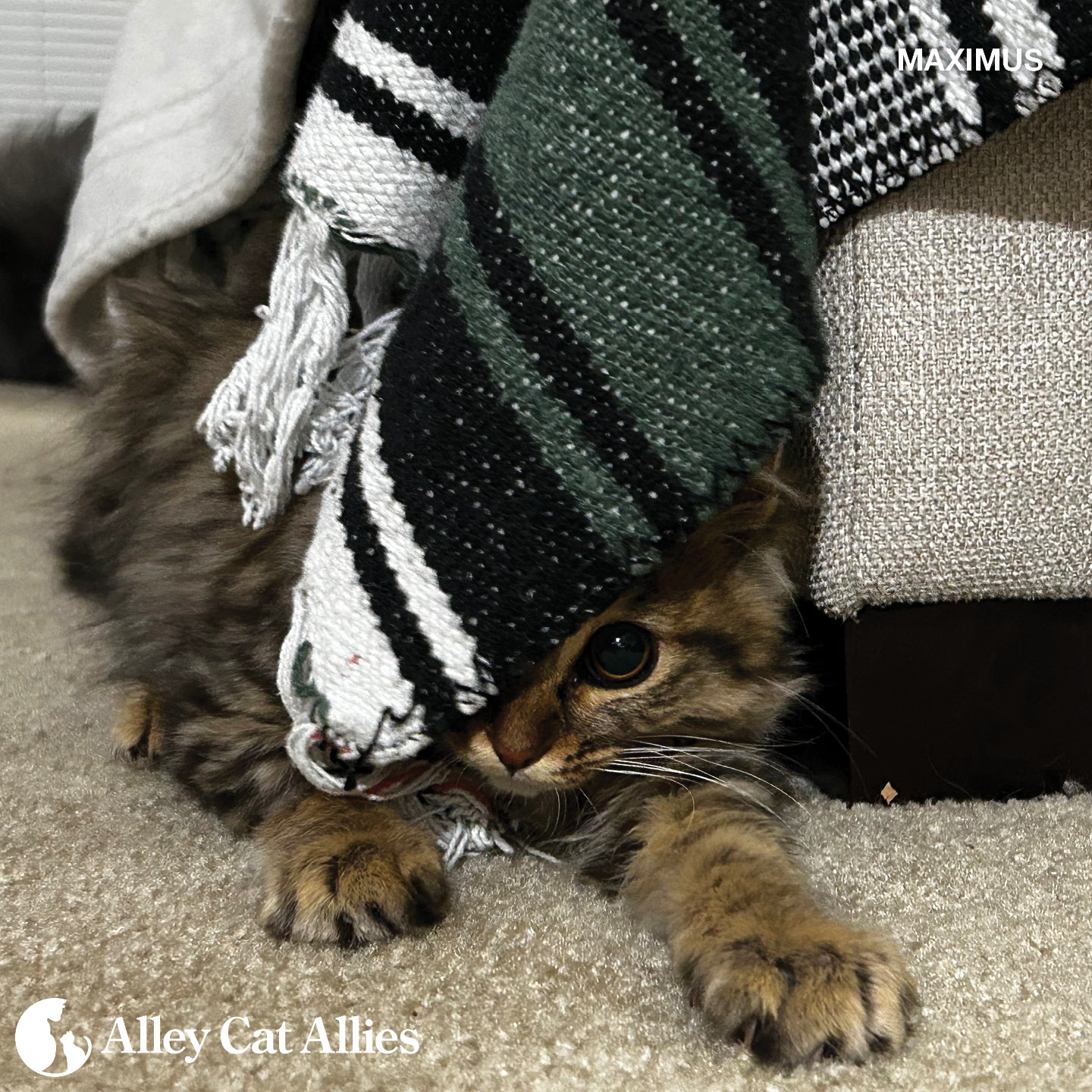 Maximus Has a Bright Future Ahead After Unique, Lifesaving Surgery ...