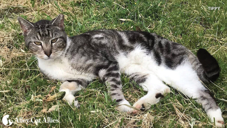 Tippy's Story and Lifesaving Resources for Cats | Alley Cat Allies