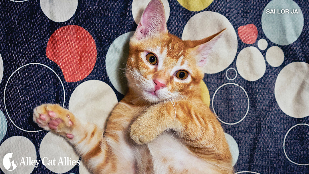 Incredible News for Cats with FIP and More Updates | Alley Cat Allies