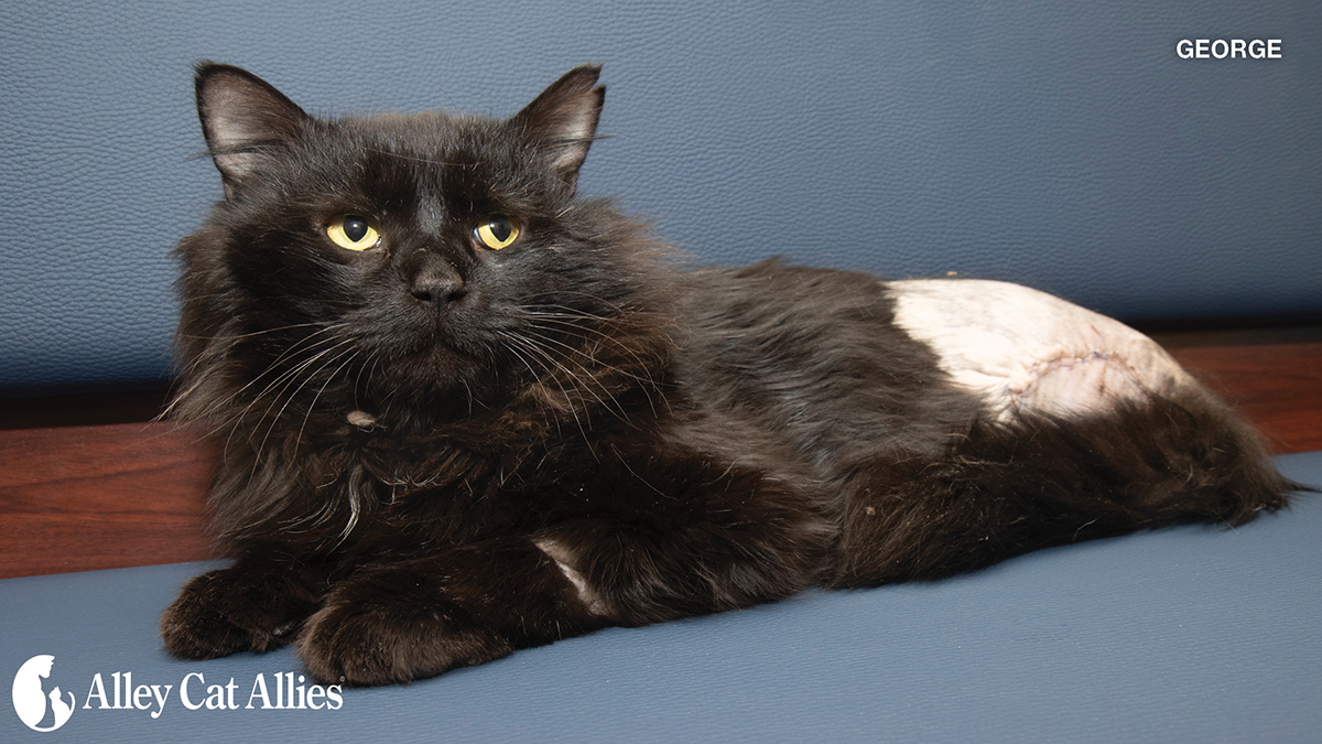 Alley Cat Allies Doubles Reward in Ohio Cat Shooting Case to $10,000 ...