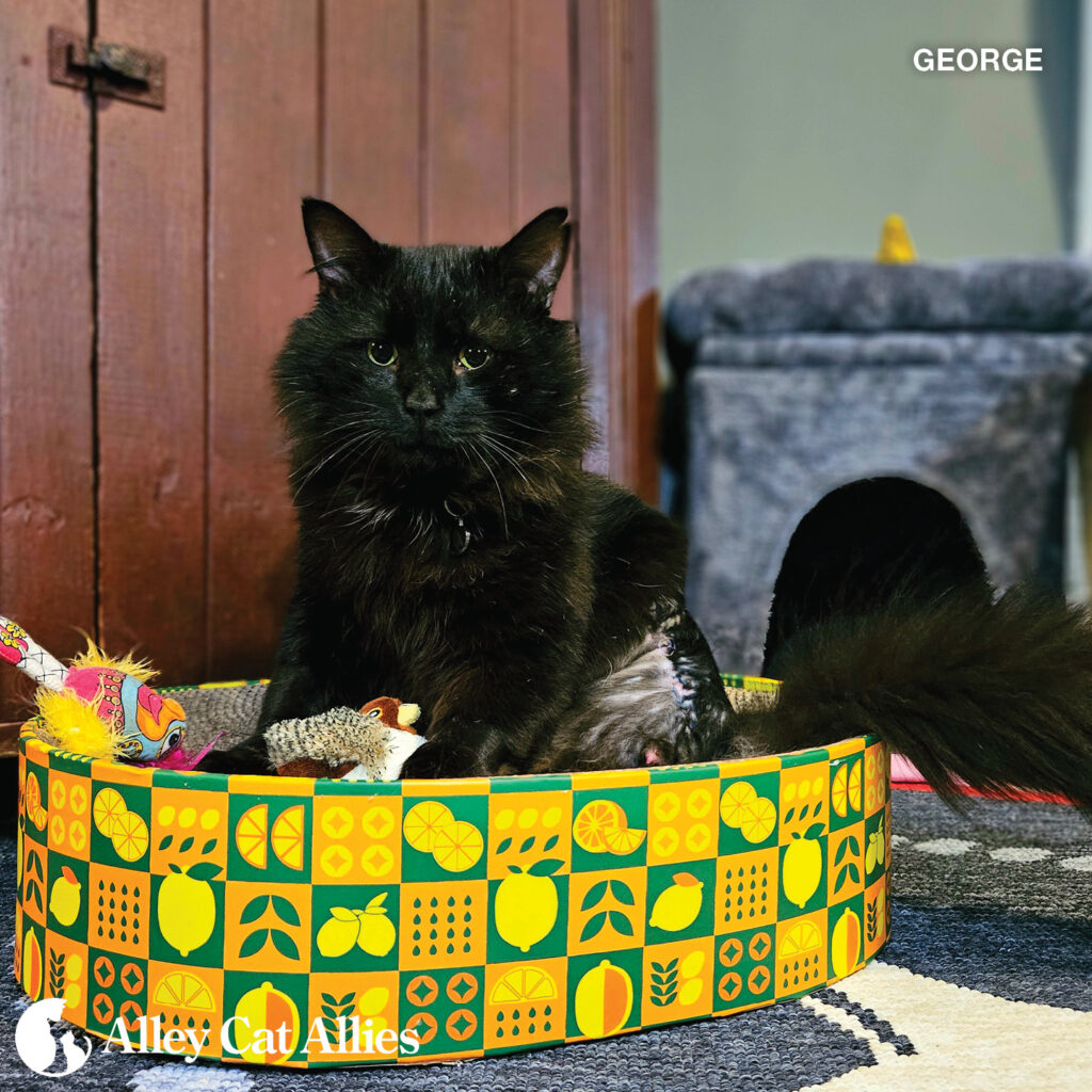 George, Victim of Cruelty, Adopted and More of Your Lifesaving Impact ...