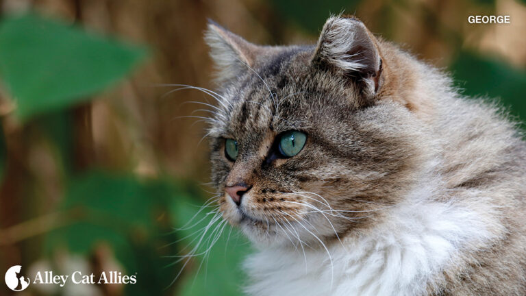 Summer Weather Care Tips for Cats During Record-Breaking Heat | Alley ...