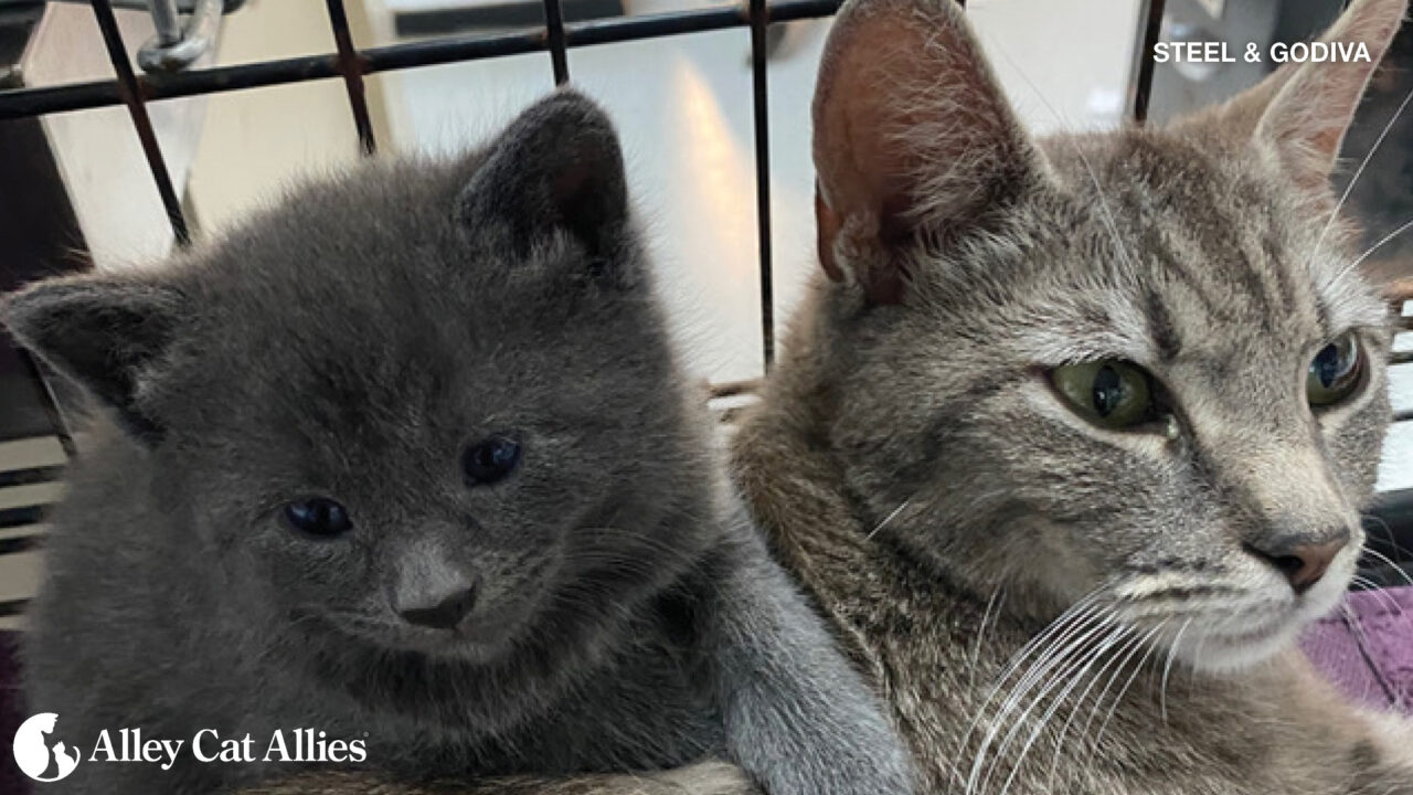 Alley Cat Allies Continues Federal Lawsuit to Protect Cats in Puerto ...