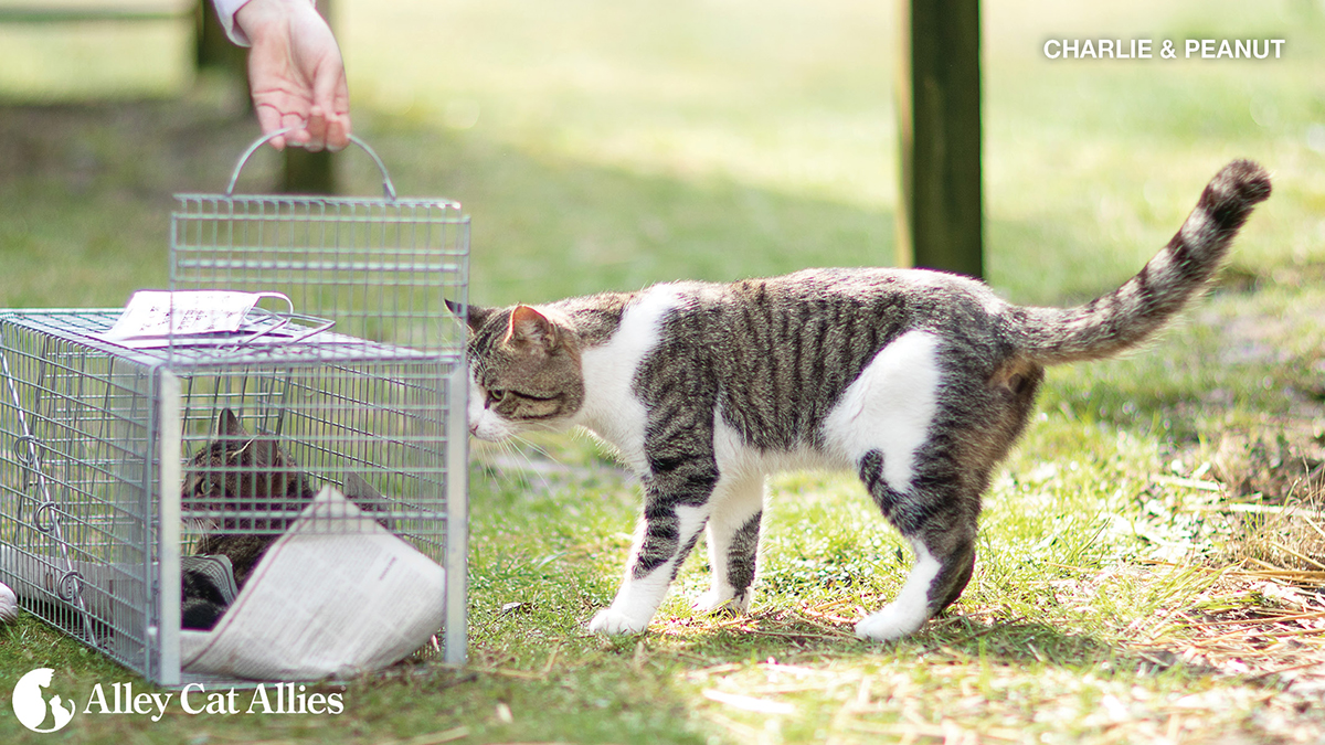 Learn the Top TNR Tips | Alley Cat Allies