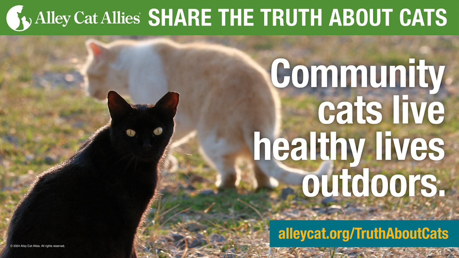 Share the Truth About Cats | Alley Cat Allies