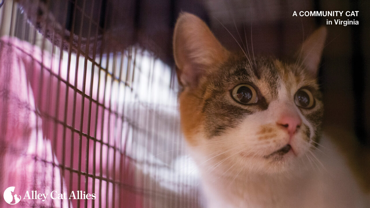 Learn the Top TNR Tips | Alley Cat Allies