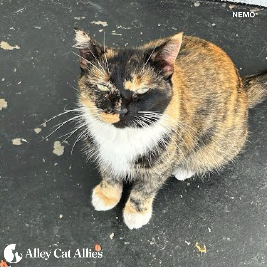 Alley Cat Allies Acts to Protect Cats in Birmingham After Disturbing ...