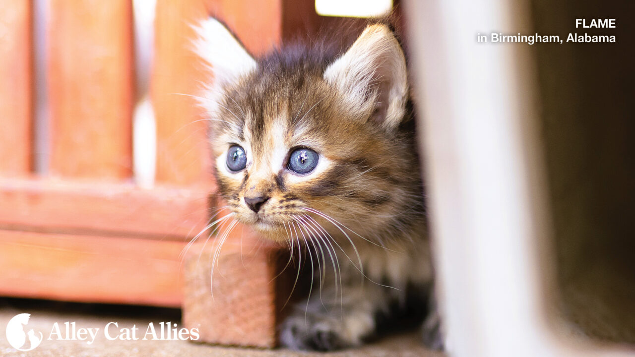 Meet Cats You Helped Save and More On International Day of Charity ...