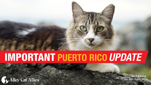 Alley Cat Allies Wins Major Victory in Fight to Save Cats at Puerto ...