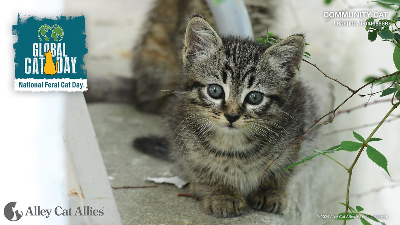 THANK YOU for a Lifesaving Global Cat Day and National Feral Cat Day ...