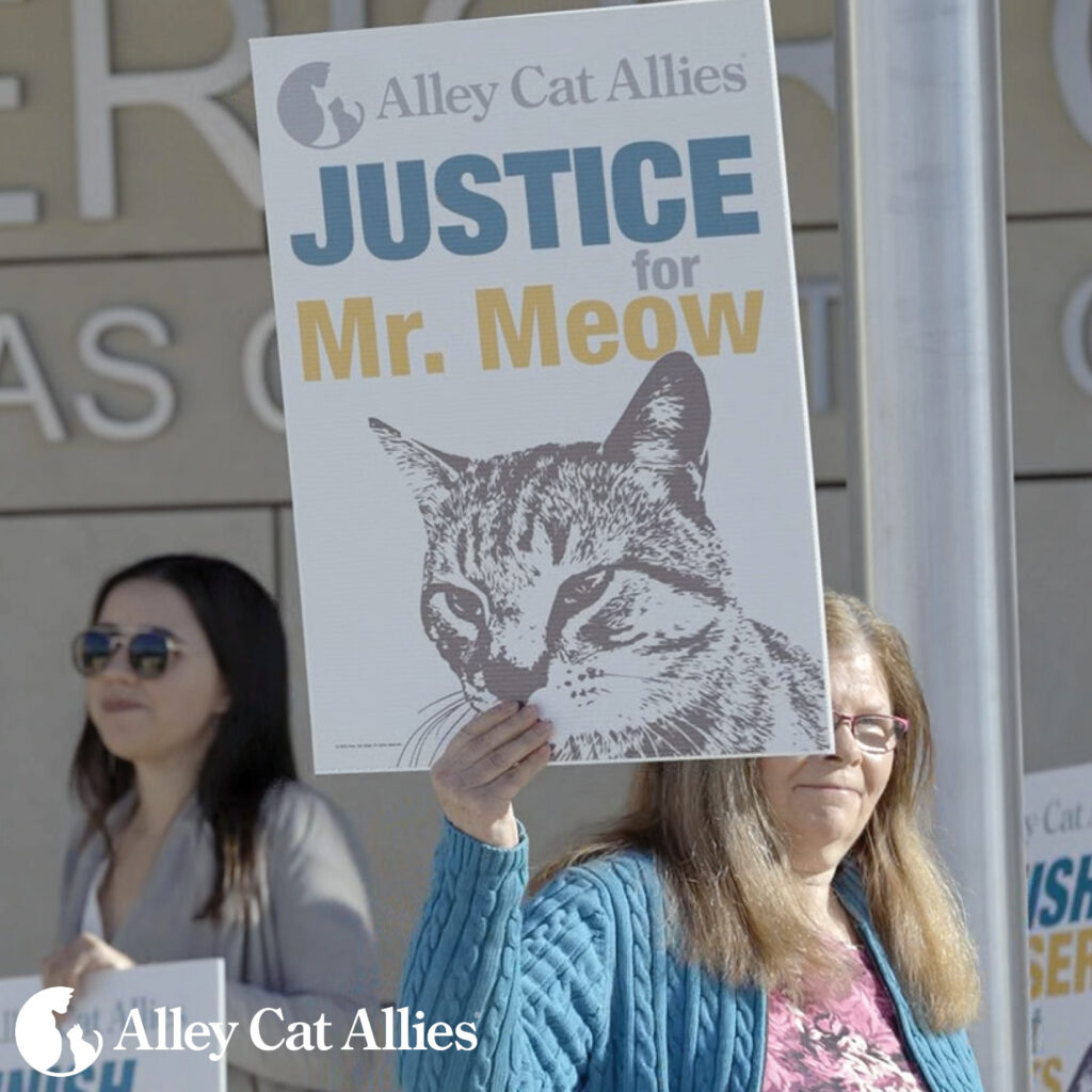 24 Ways We Worked to Protect Cats in 2024 | Alley Cat Allies
