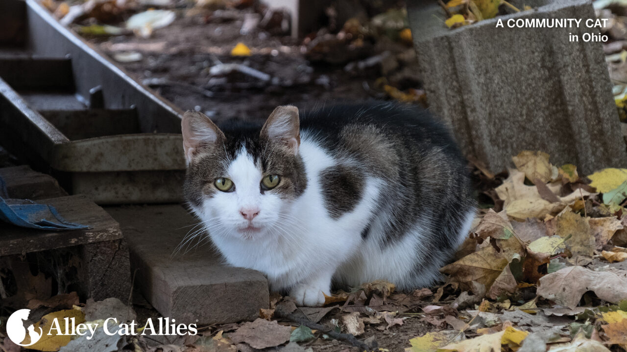 VICTORY! 3 Critical Wins for Cats in Court | Alley Cat Allies