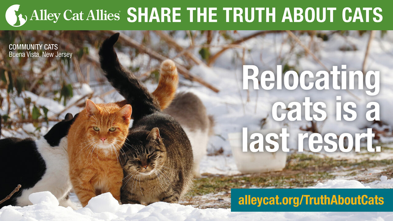 Share the Truth About Cats | Alley Cat Allies