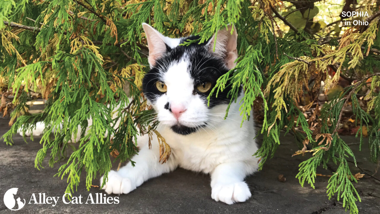 Pleasant Hill: TNR is the Only Humane and Effective Approach to ...