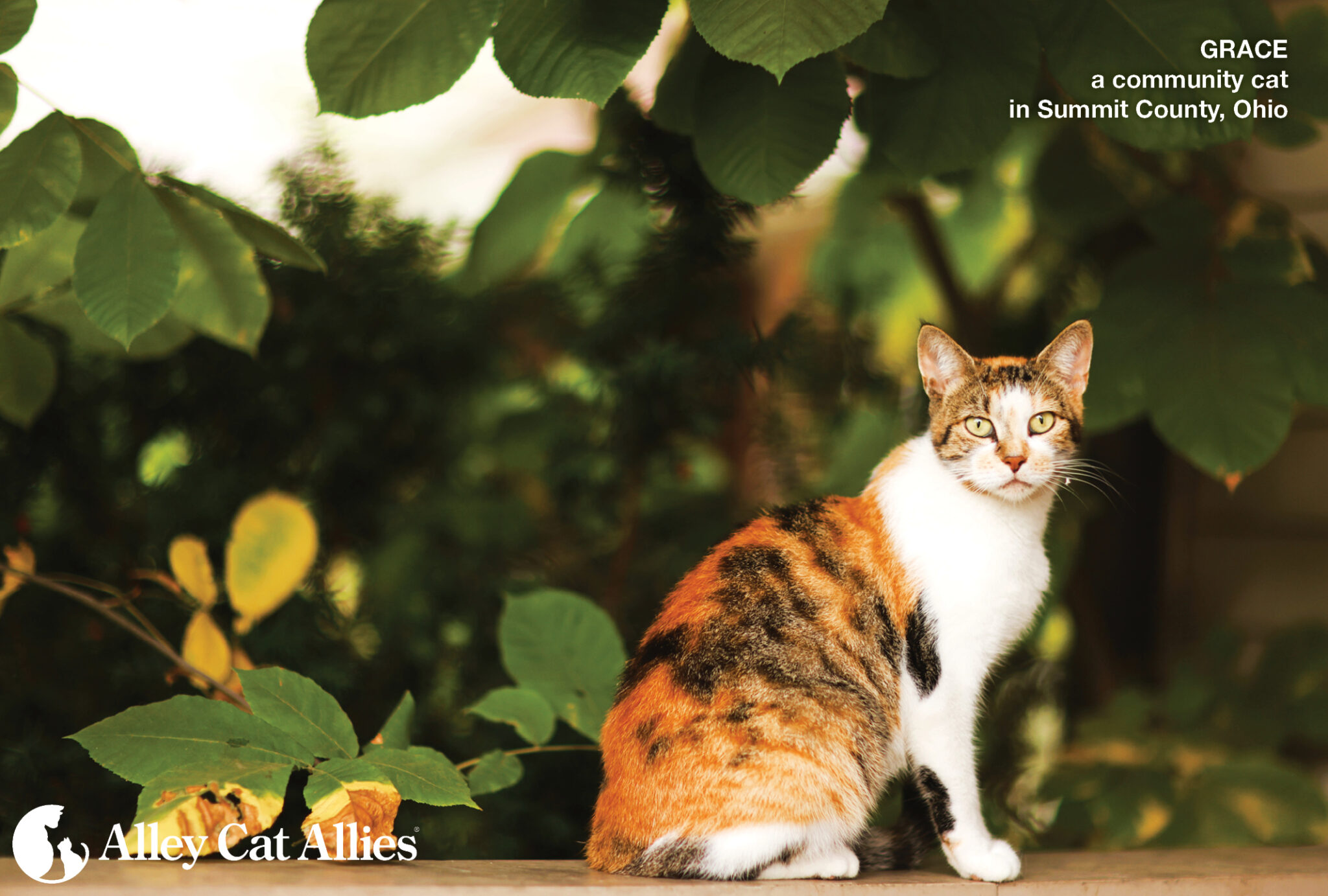 Alley Cat Allies Files Lawsuit To Stop the Illegal Killing of Cats in ...